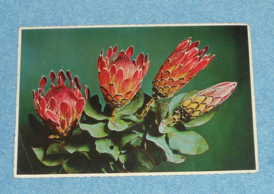 Indigenous South African Flowers