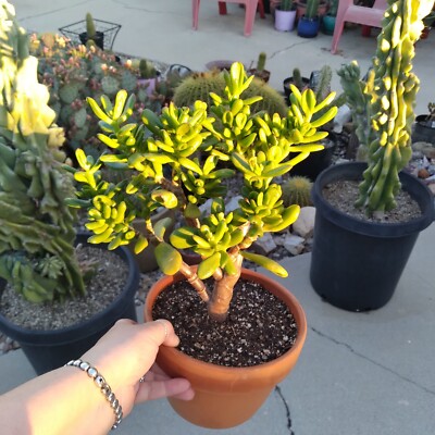 CUTE Crassula Ovata 'Crosby's Compact' Dwarf Baby Jade 10" Tall Plant