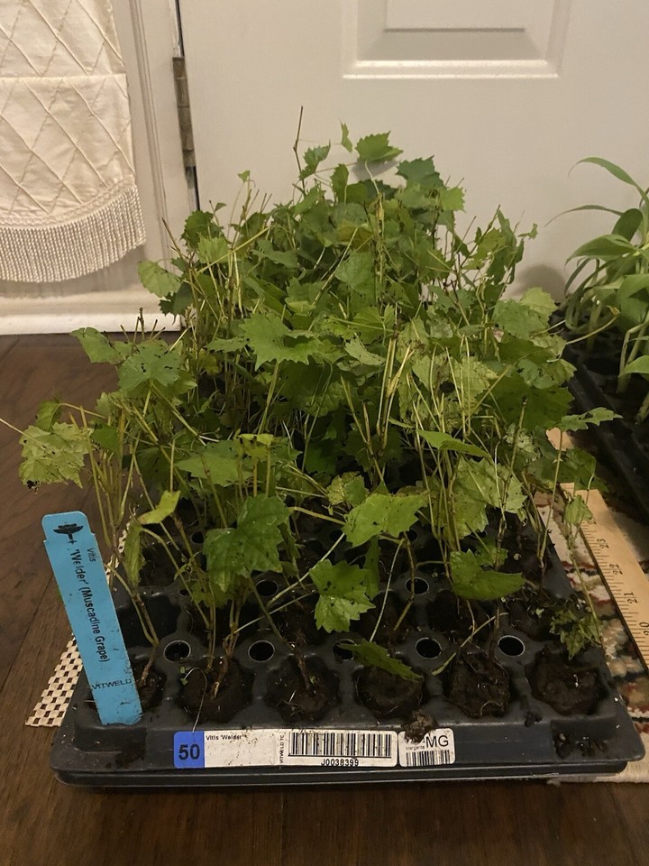 Carlos Bronze Muscadine Grape Vitis- 1 Live TC Plant/Plug – 4-8 inches ...