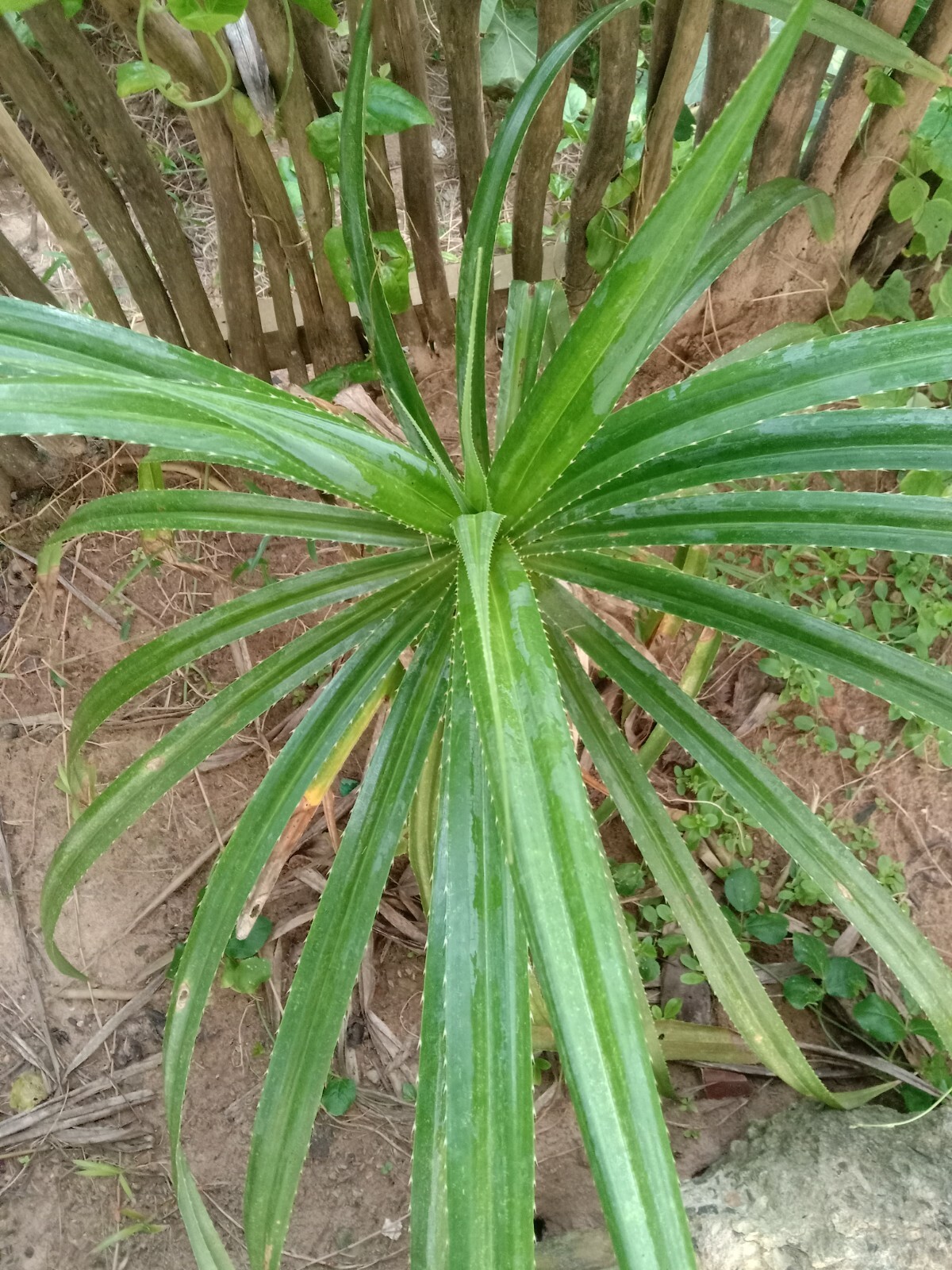 Pandanus kaida Kurz Dried Leaves 100g Sri Lanka 100% Natural False Pineapple | eBay