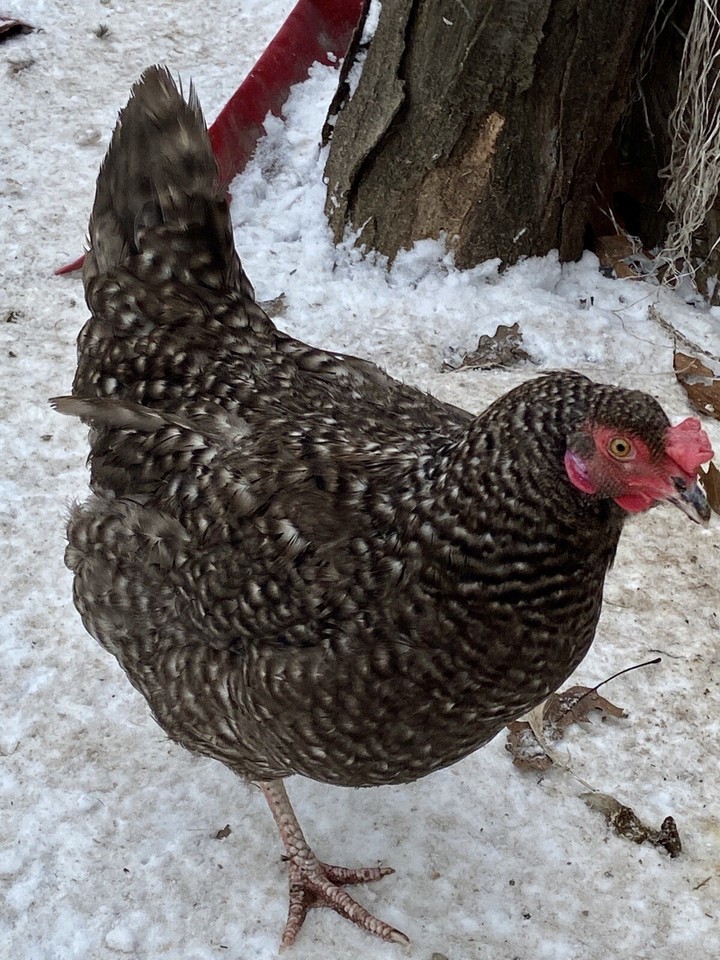 12 Fresh and Fertilized Barnyard Mix Free Range Chicken Hatching Eggs ...