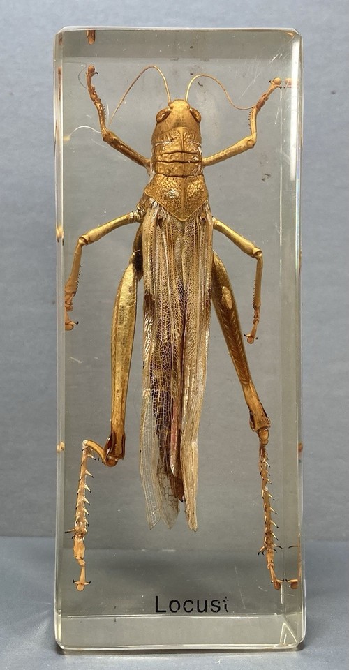 4 Real Insect Specimens In Resin Very Cool Examples | eBay