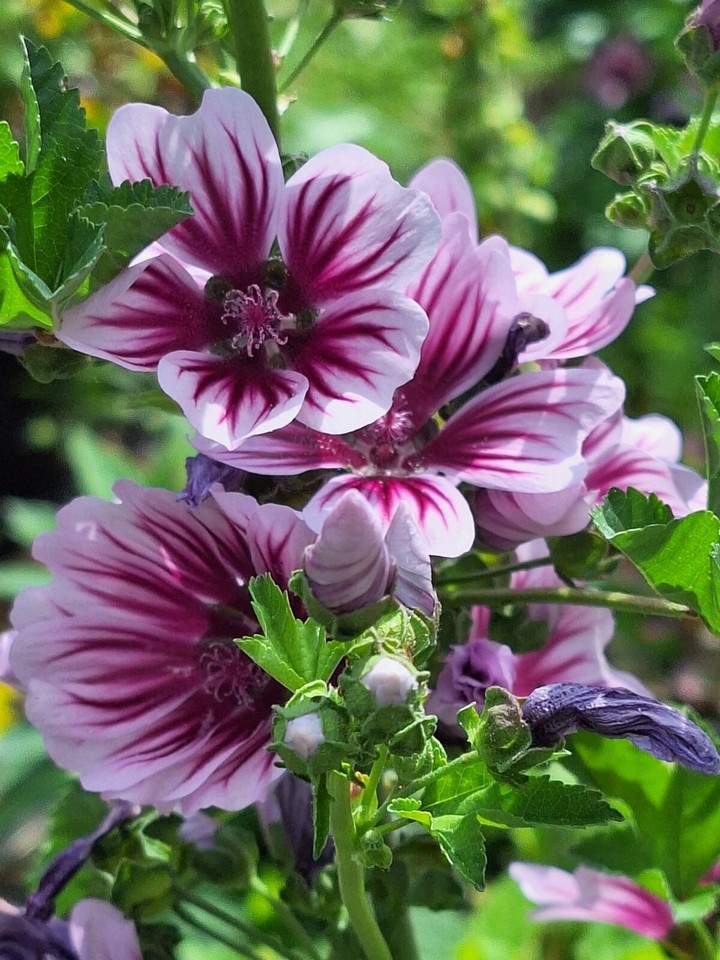 ZEBRA MALLOW 100 SEEDS, WHITE w/PURPLE, ZEBRA STRIPED FLOWERS, MALVA ...