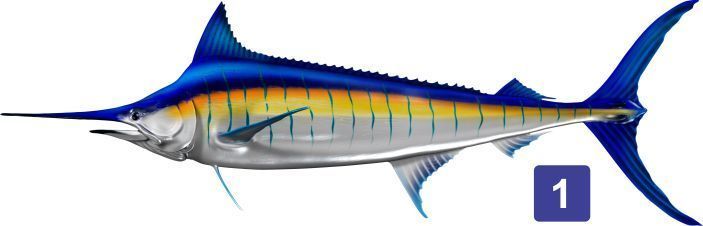 Stripped Marlin Vinyl Sticker Fish Decals for Boat Car Vehicle Truck ...