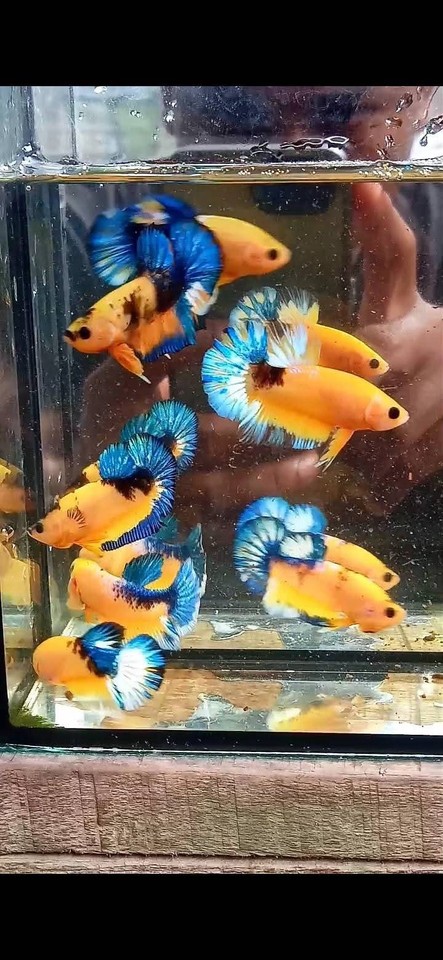 YELLOW HELLBOY LIVE BETTA FISH top quality available pair || shipping ...