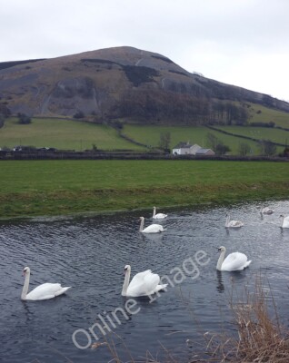 Photo 6x4 Swan flotilla, Farleton Farleton/SD5381 Overlooked by ...