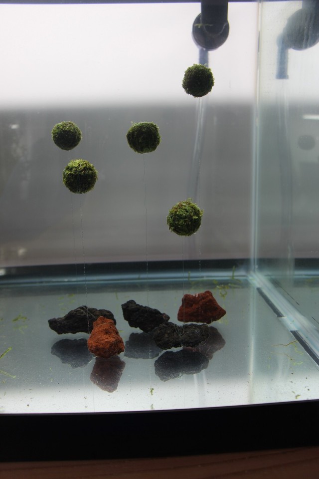 Floating Java Moss Balls Live Aquarium Plant Decoration (Buy 2 Get 1 ...
