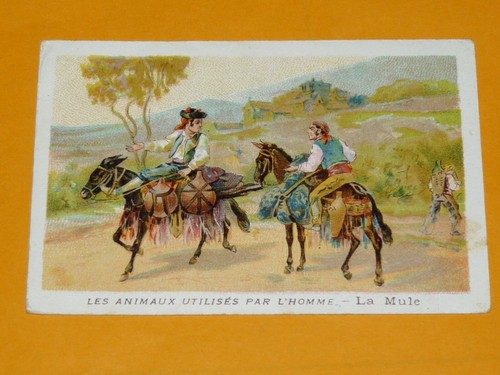 CHROMO BON-POINT ECOLE 1910-1930 ANIMAUX UTILISES PAR HOMME MULE MULET ...