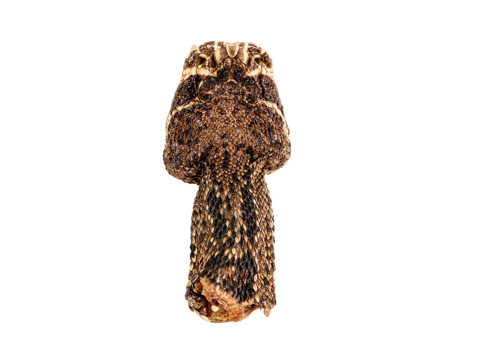 Real Eastern Diamondback Rattlesnake Head: Jumbo (598-P517JE-G6660) Y2L ...
