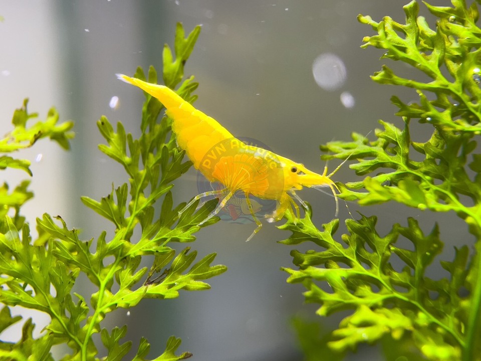 10+1 Neon Yellow Shrimp - Yellow Golden Back - Neocaridina Live Shrimp ...