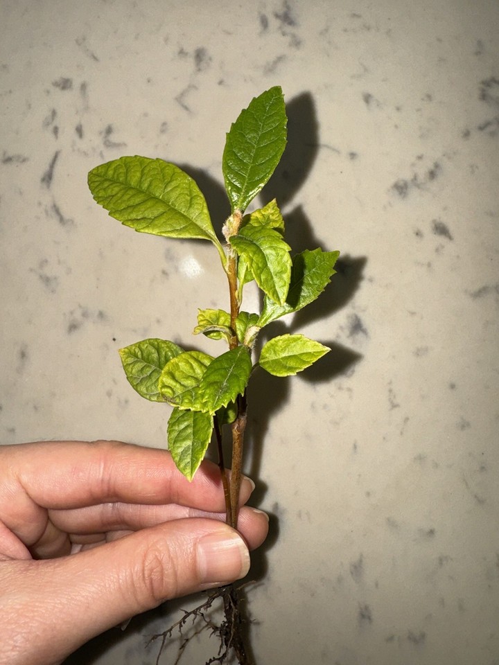 2 LOQUAT FRUIT TREE 6 Months Old Tree -NO POT- 5”+ FREE SHIPPING Ready ...