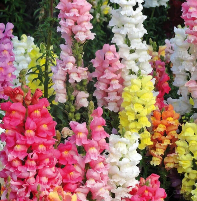 Snapdragon, 'Rocket mix' 25 seeds | eBay