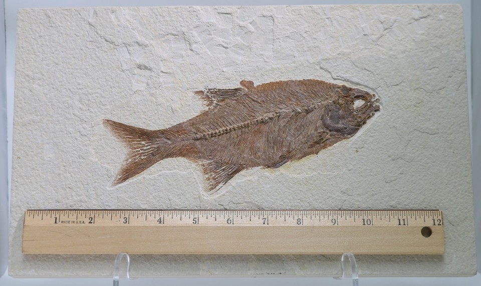 Rare 8.4" Superb Fish Eohiodon Hiodon Mooneye Fossil Lake Wyoming WY ...