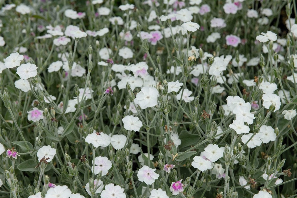 50 WHITE LYCHNIS Coronaria Alba (White Rose Campion / Evening Lychnis ...