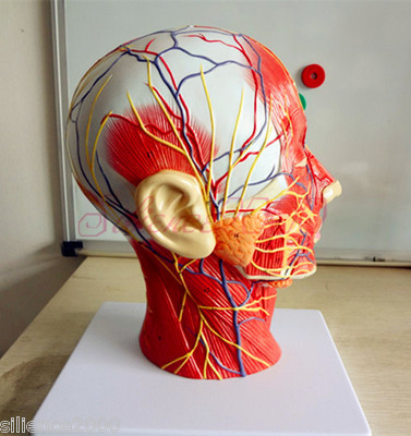 New Human ENT Anatomical Anatomy Throat Brain Cerebrum ...