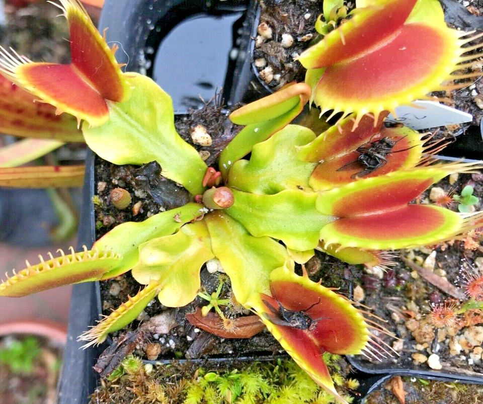 Venus Flytrap SD Kronos Dionaea Muscipula GROWS HUGE | eBay