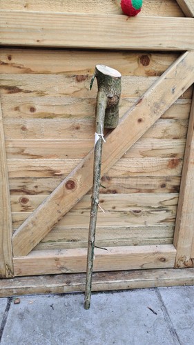 Holly Walking Stick Cane Blank Shank Shaft Knob Stick | eBay UK