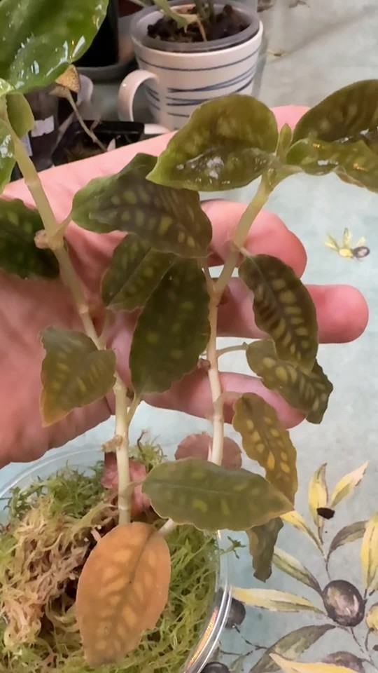 Jewel Orchid Terrarium Plant Cystorchis Variegata Exact Plant (Rare ...