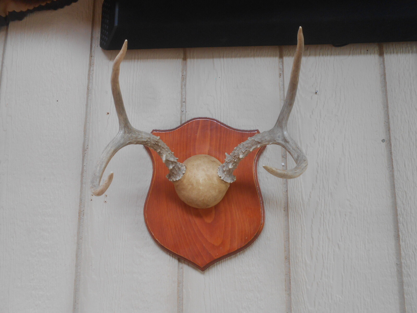 cool 2x2 display Colorado MULE DEER RACK antlers whitetail mount sheds ...