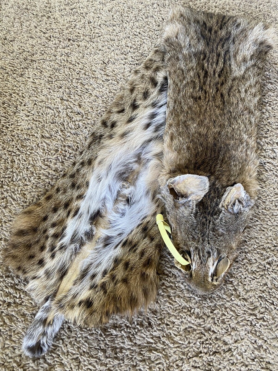 Bobcat Pelt Professionally Tanned Bobcat Hide With All 4 Feet/lynx