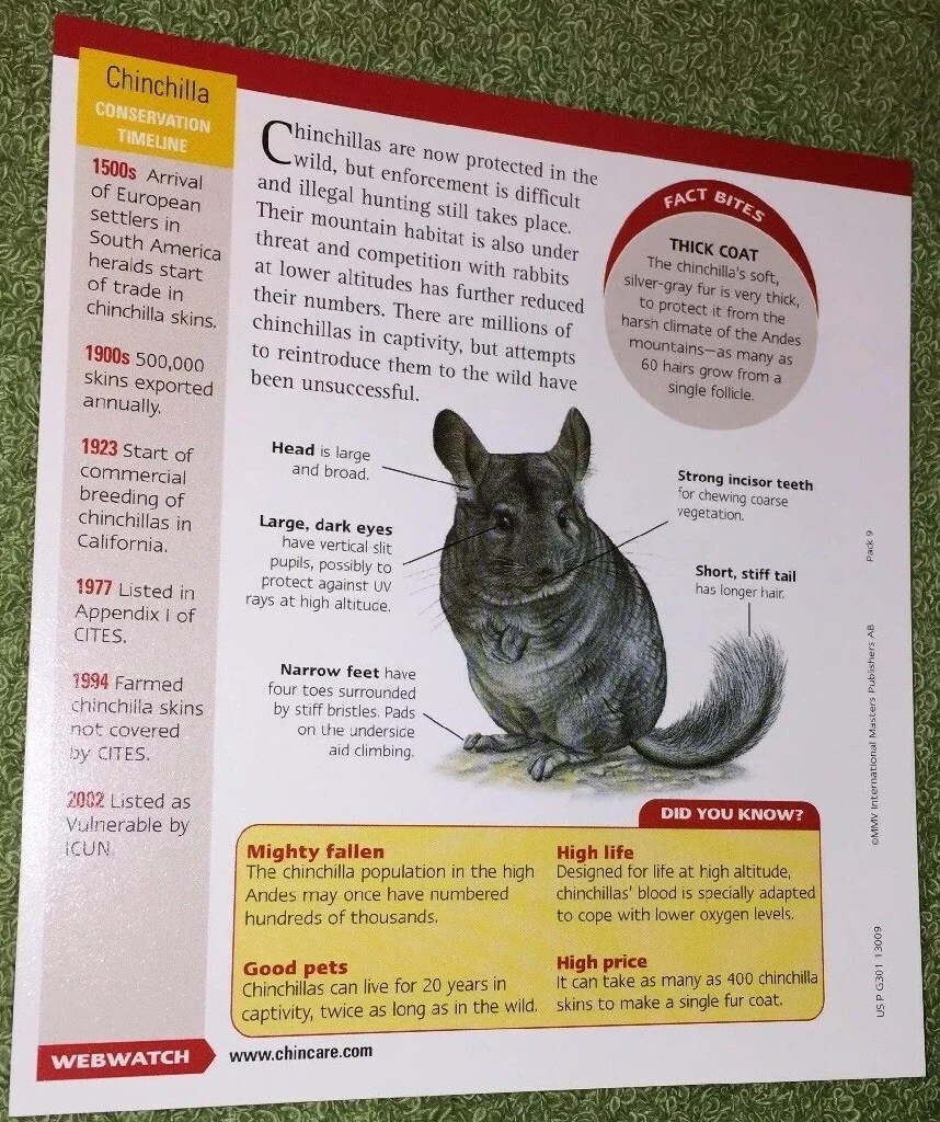 Why Are Chinchillas Endangered