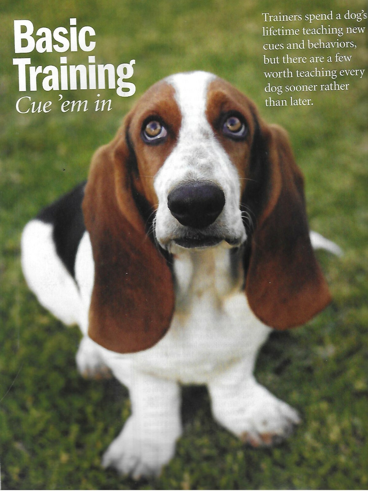 Bark Magazine Running with Dogs Gauguin Non-Surgical Birth Control ...