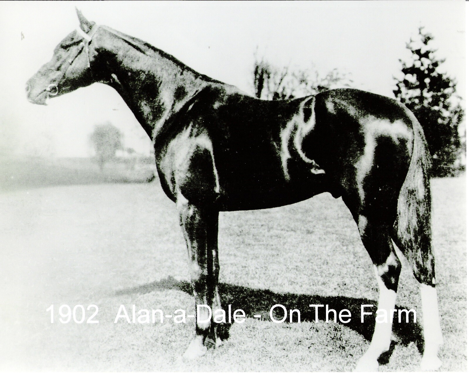 1902 - ALAN - a - DALE - Kentucky Derby Winner - )n The Farm | eBay