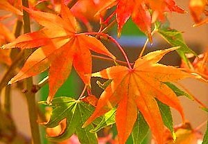 Hogyoku Japanese Maple One of The Best Maples for Fall Color 2 - Year ...
