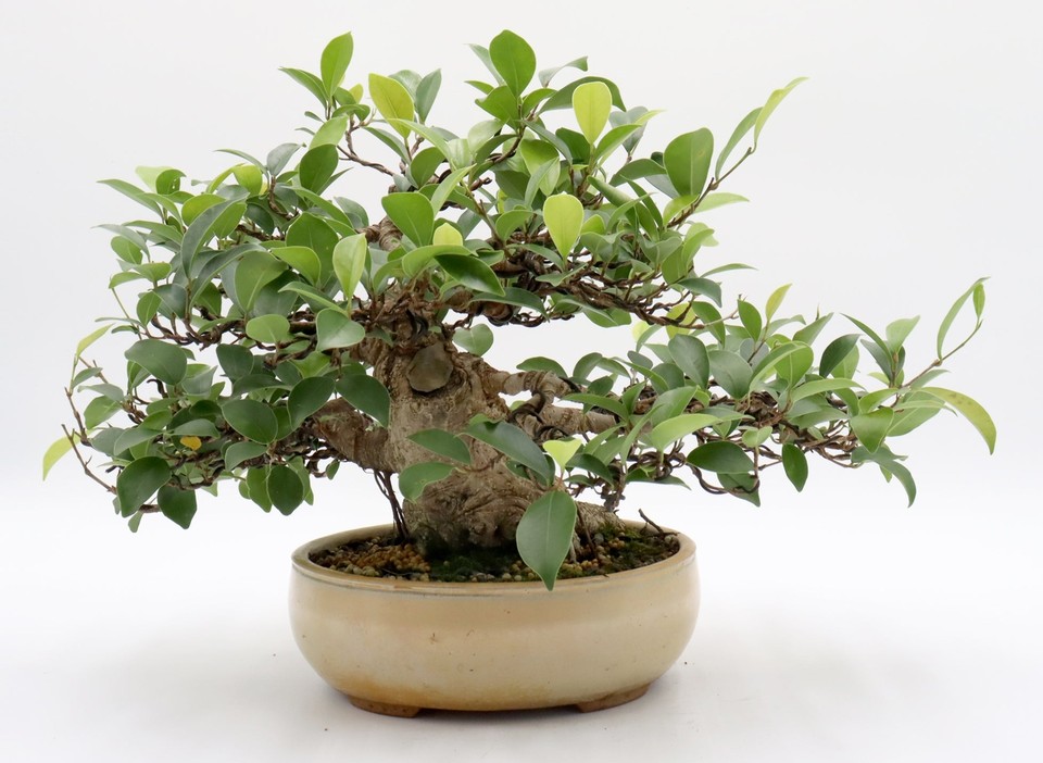 Ficus Microcarpa Specimen Bonsai | eBay