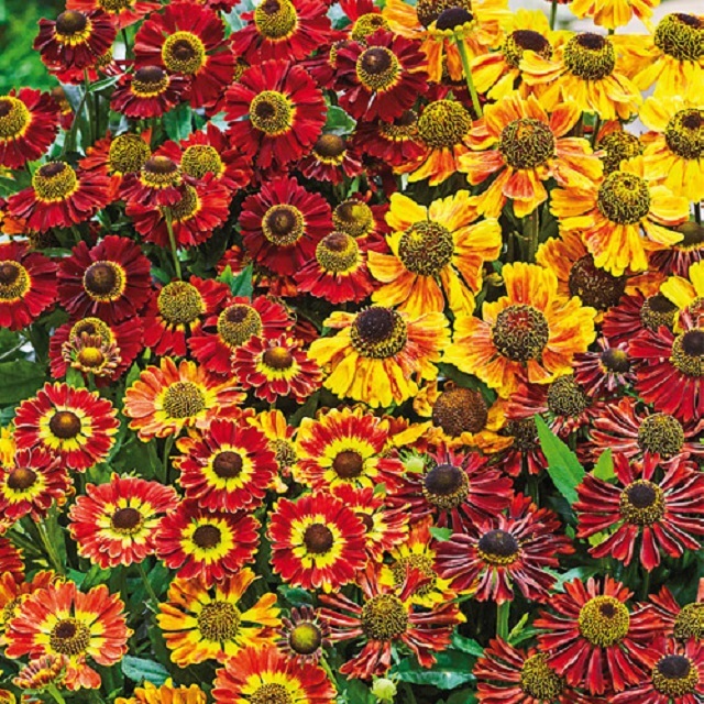HELENIUM AUTUMNALE SEEDS - PERENNIAL MIX HYBRIDS FOR AUTUMN COLOUR ...