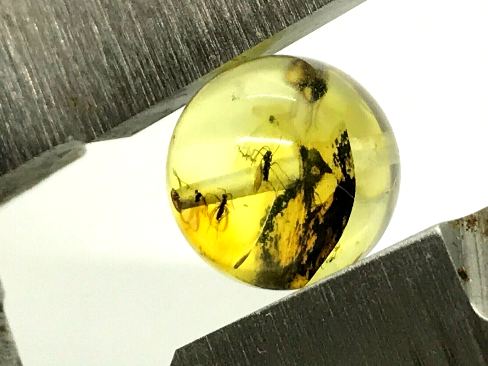 AMBER 3 Insects Round Bead DRILLED For Prayer Bracelet Necklace Baltic ...