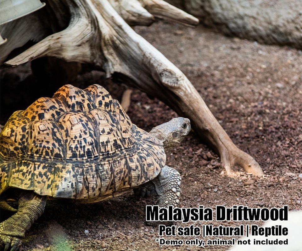 Malaysian Driftwood for Aquarium Fish Tank Reptile Natural Pet Safe -XL ...