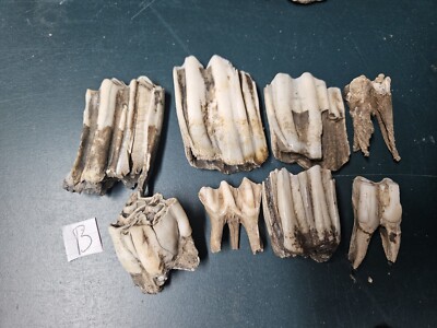 Fossilized Buffalo Teeth Lot | eBay
