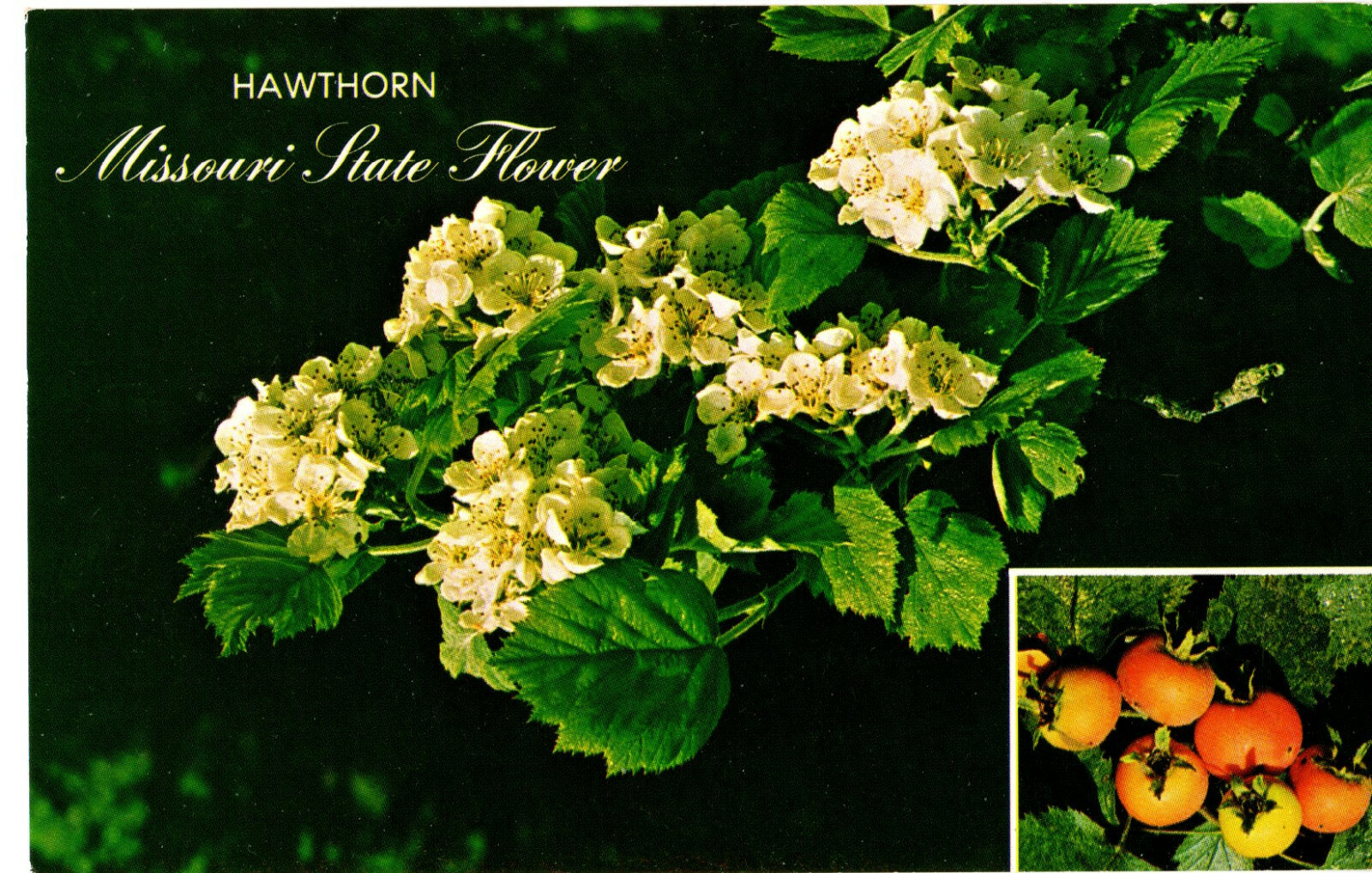 Missouri State Flower, the Hawthorne, with Inset of Fruit " Haws ...
