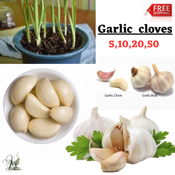 Jumbo Polish Garlic Bulbs cloves 5-50 Organic Heirloom Hardneck Plant ...