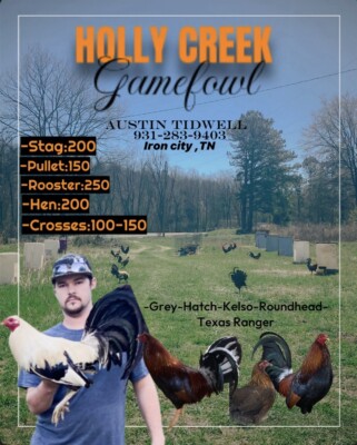 Livestock Supplies - Gamefowl