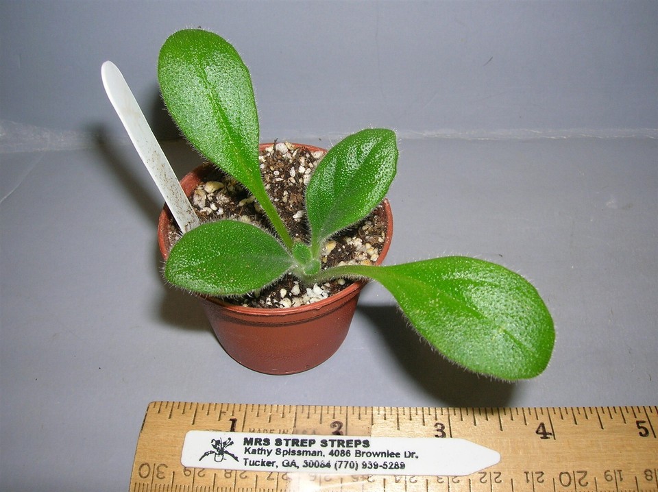 PRIMULINA CROSSROADS-African Violet Kin | eBay