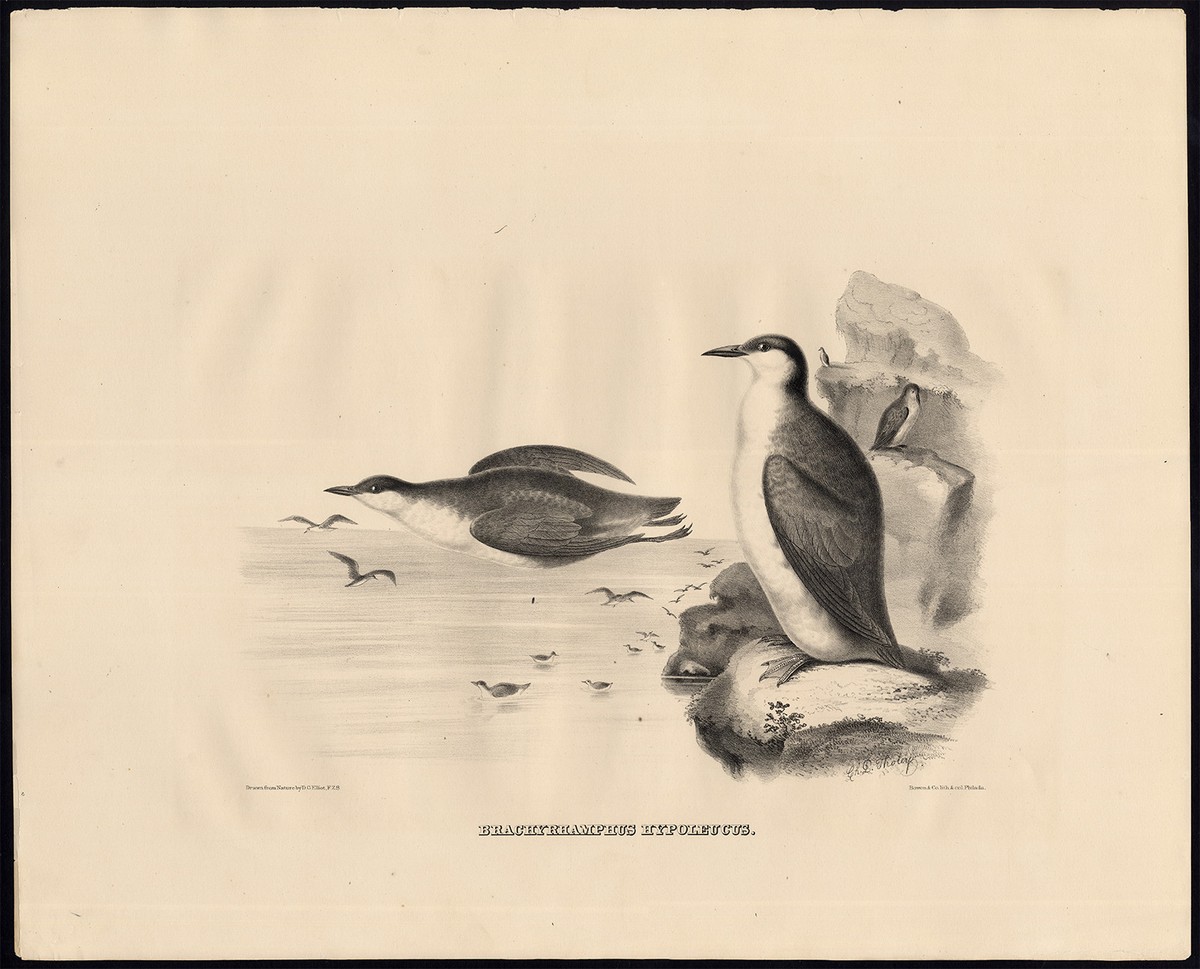 Xantuss Murrelet SAS Bird Highlights