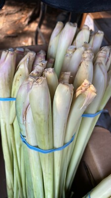 3 Lemongrass Stalks Plugs Cymbopogon Herb Plant EZ to Grow Superfood ...
