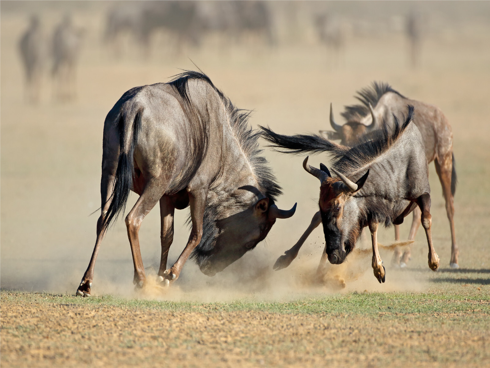 Blue Wildebeest Fighting 5mm thick Plastic Poster Ready to Hang 60x45cm ...