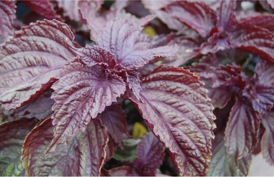 200Purple Shiso Seeds, Perilla frutescens, Asian Culinary Chinese basil ...
