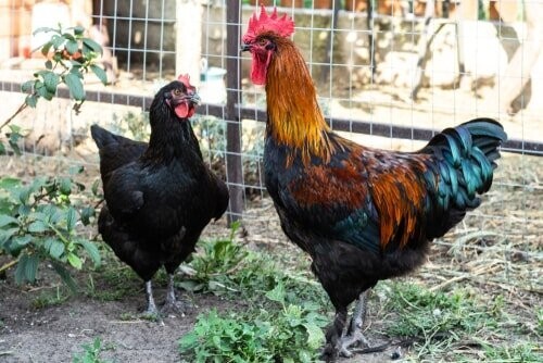 3 Pure French Black Copper Maran Chicken Fertile Hatching Eggs | eBay