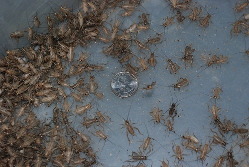 1000 LIVE 3/4" sized banded crickets. Medium/Large. | eBay