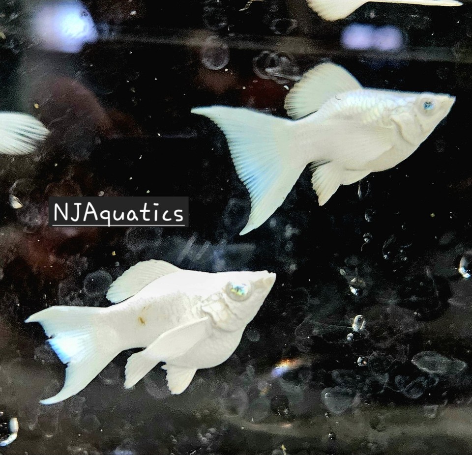 2 PAIR Adult Balloon Molly Platinum Veil Tail - - usa breeder and ...