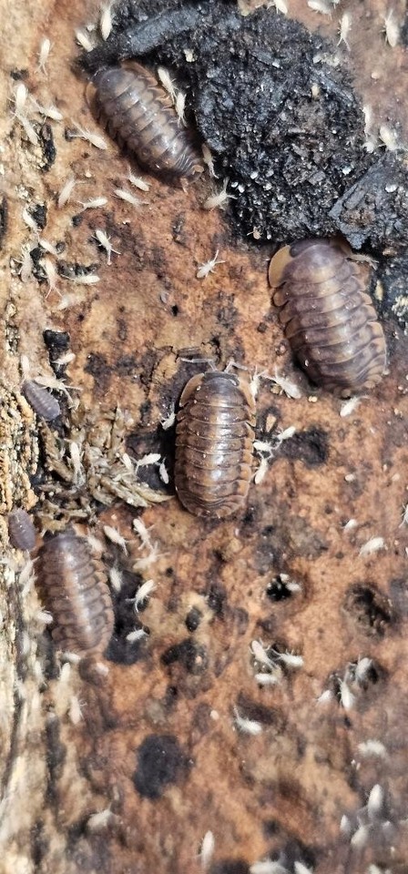 10+ Nesodillo Red Tiger Isopods -Bioactive Clean Up Crew - Feeders | eBay
