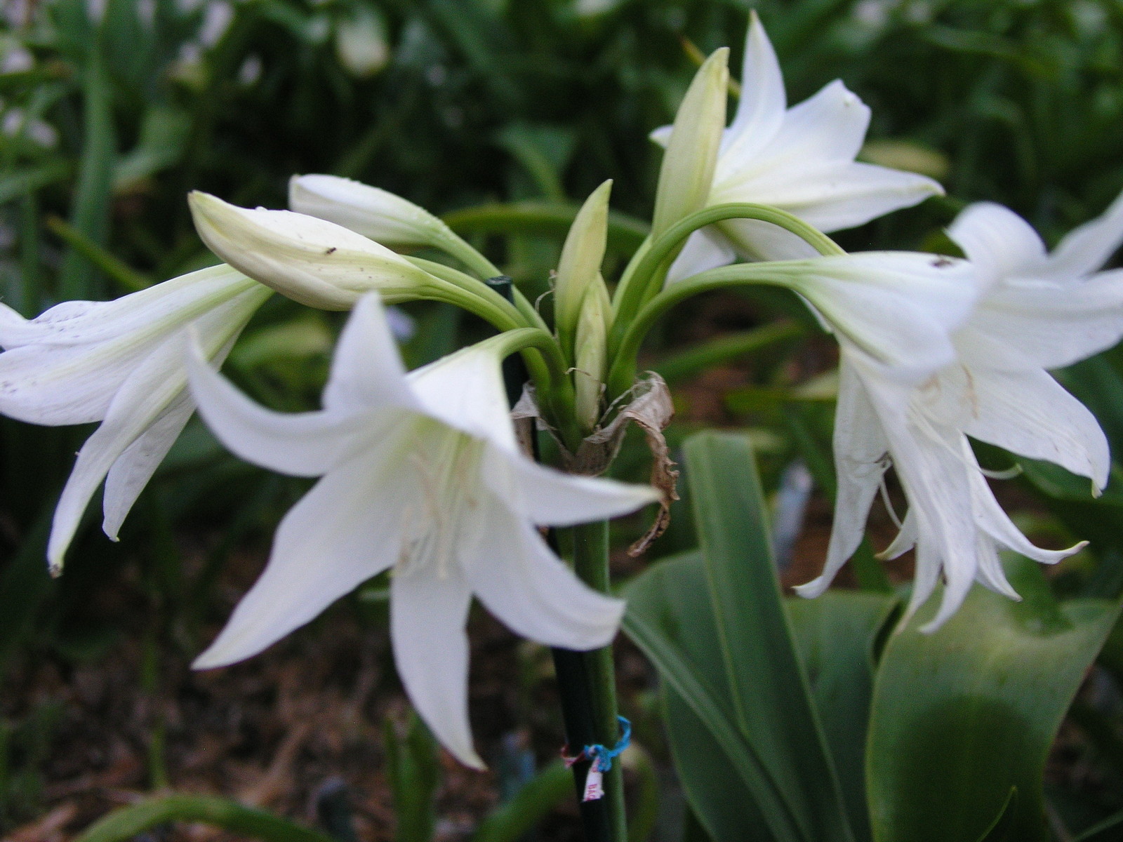 Crinum Lily, Summer Maiden, large, blooming-size bulb | eBay