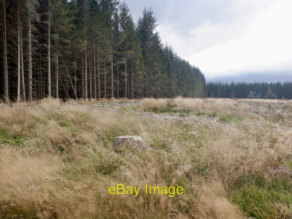 Photo 6x4 Clearing Darnaway Forest A quadrant of a crossroads has been ...