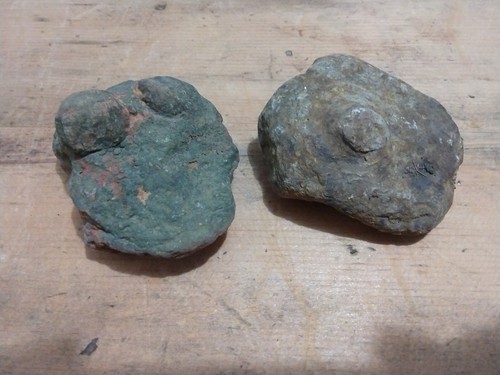 Asterosoma Fossil Nodules Sea Urchin Crinoids Trace Ichnofossil ...