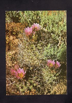 Colorado Hookless Cactus--German Postcard | eBay