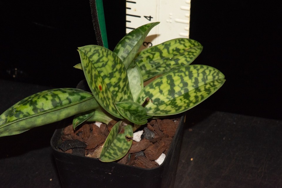 Paphiopedilum QF Shady Shadow #1 (Avenue Azhar x Wonderful Shadow), in ...